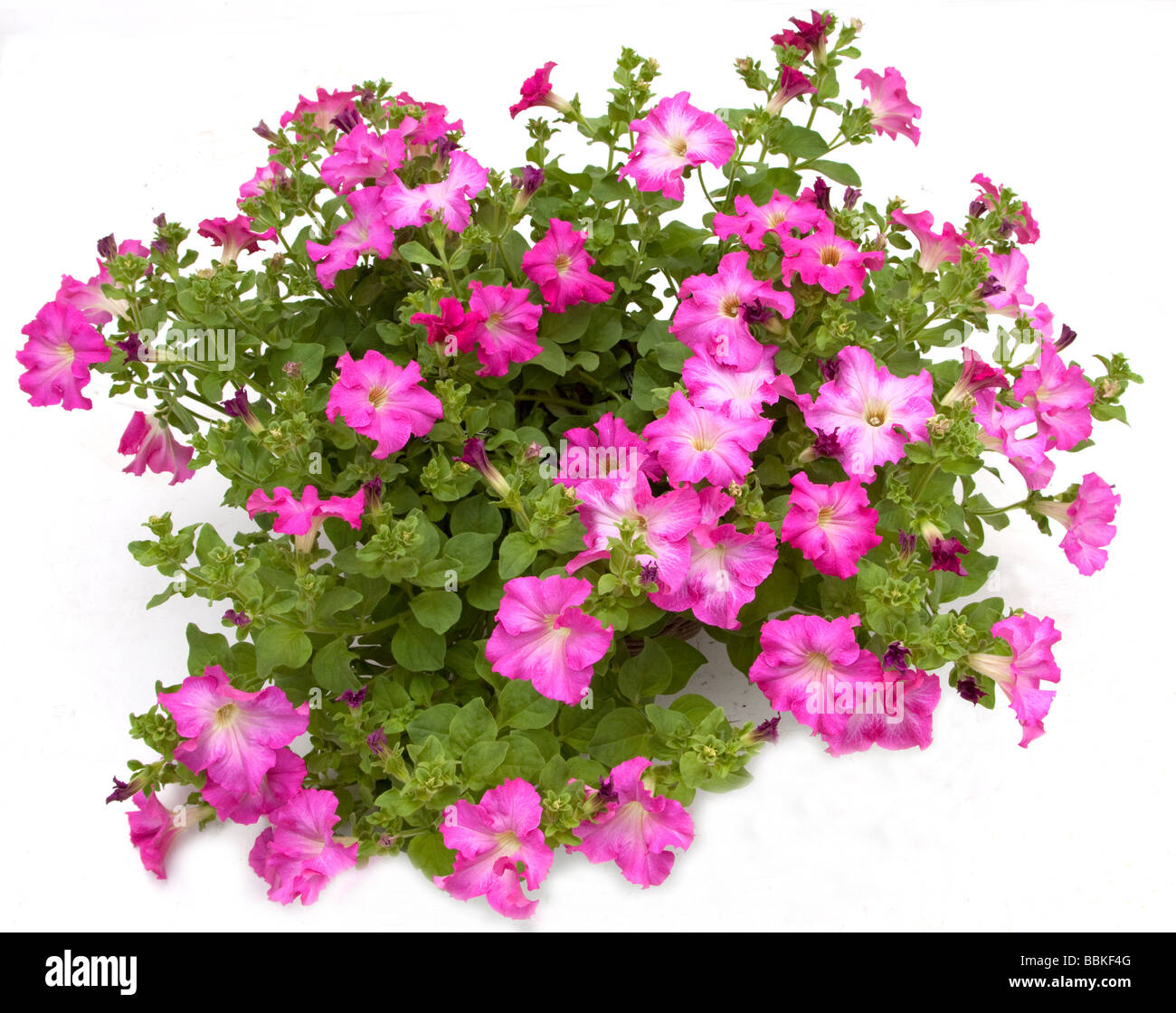 Pink petunia flowers Cut Out Stock Images & Pictures - Alamy