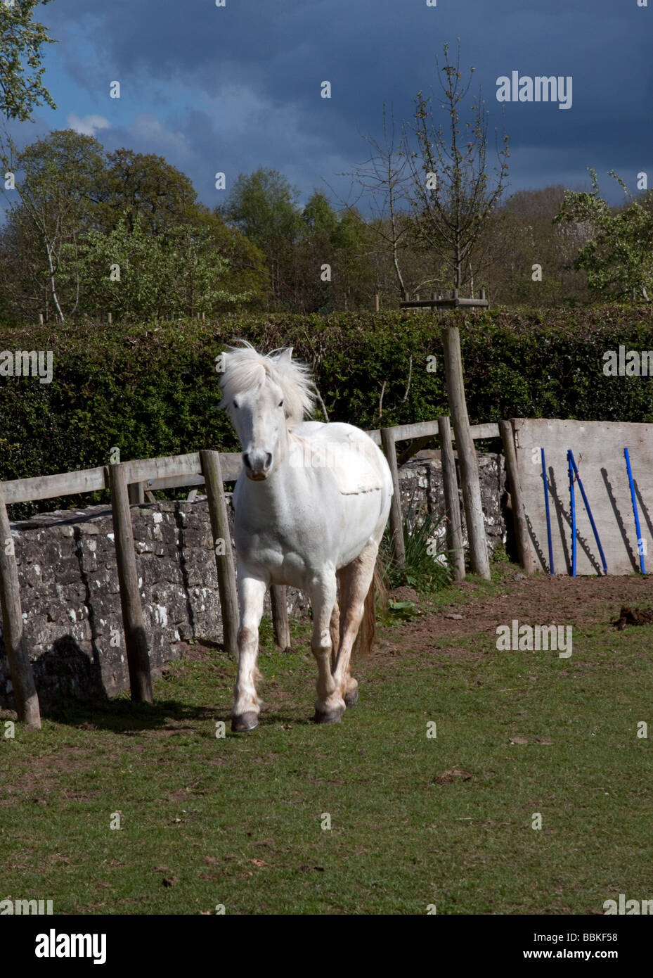 White Eriskay pony mare Stock Photo - Alamy