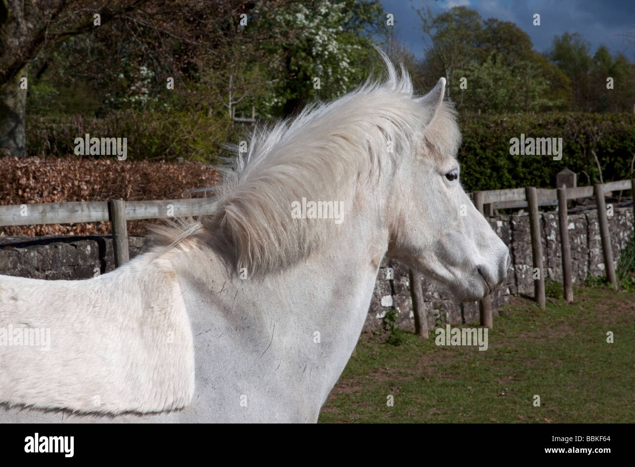 White Eriskay pony mare Stock Photo - Alamy