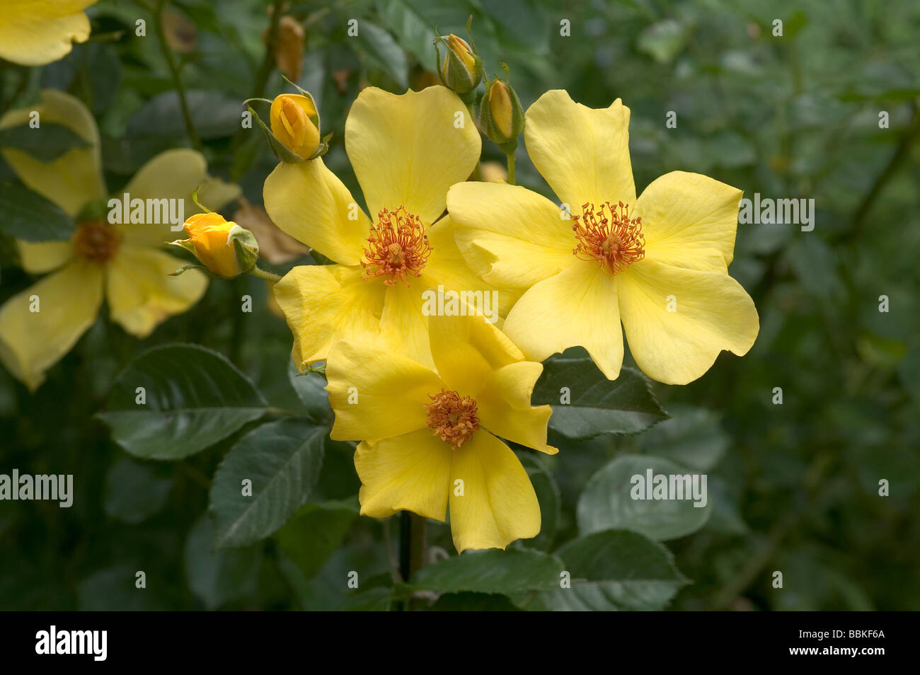 Rosa;Shrub Rose;'Ugomis';Single Petal Type;Three flowers and opening ...