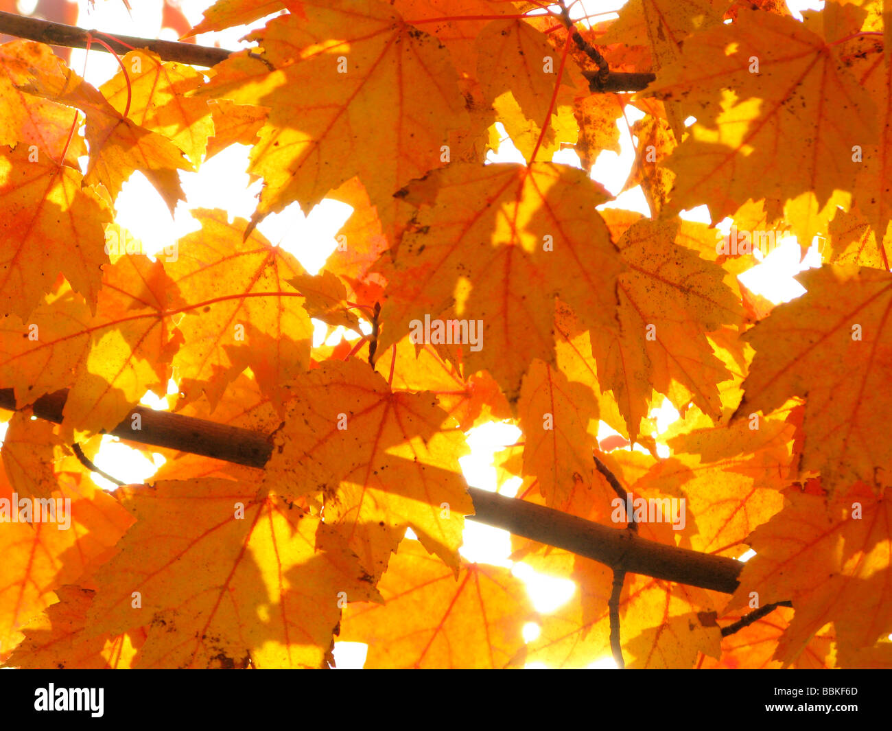 yellow fall leaves Stock Photo - Alamy