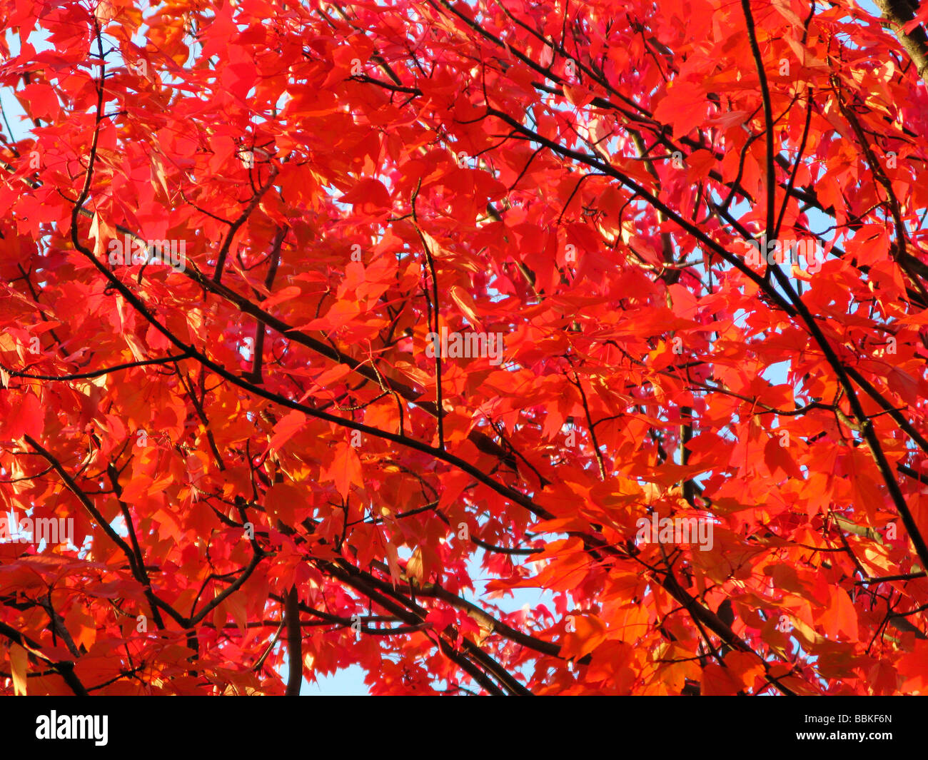 Leaves Turn Red High Resolution Stock Photography and Images - Alamy