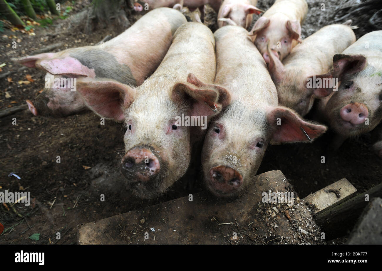 Cross breed pig hi-res stock photography and images - Alamy