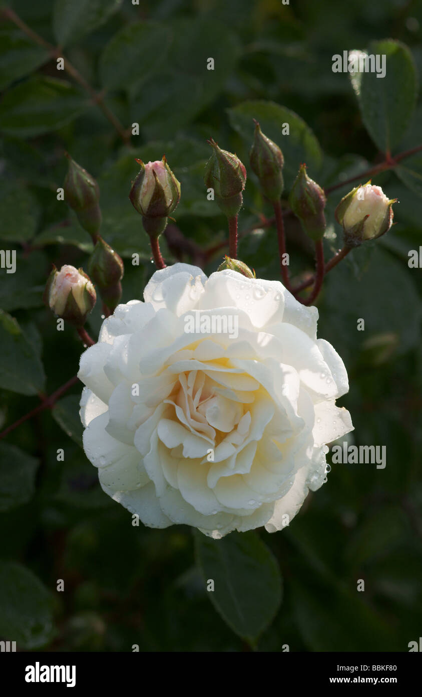 Rosa;Climbing rose;'Winchester'; Single flower with buds Stock Photo ...
