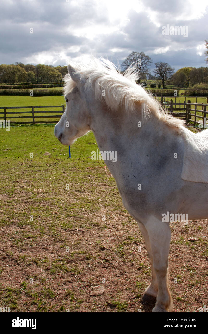 White Eriskay pony mare Stock Photo - Alamy