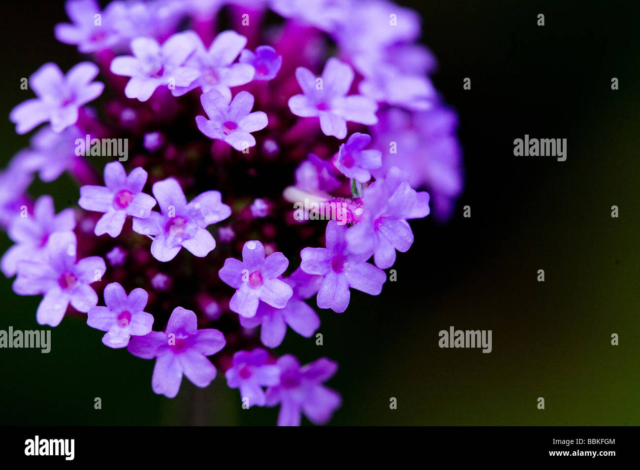 Purple Tiny Flowers Stock Photo - Alamy
