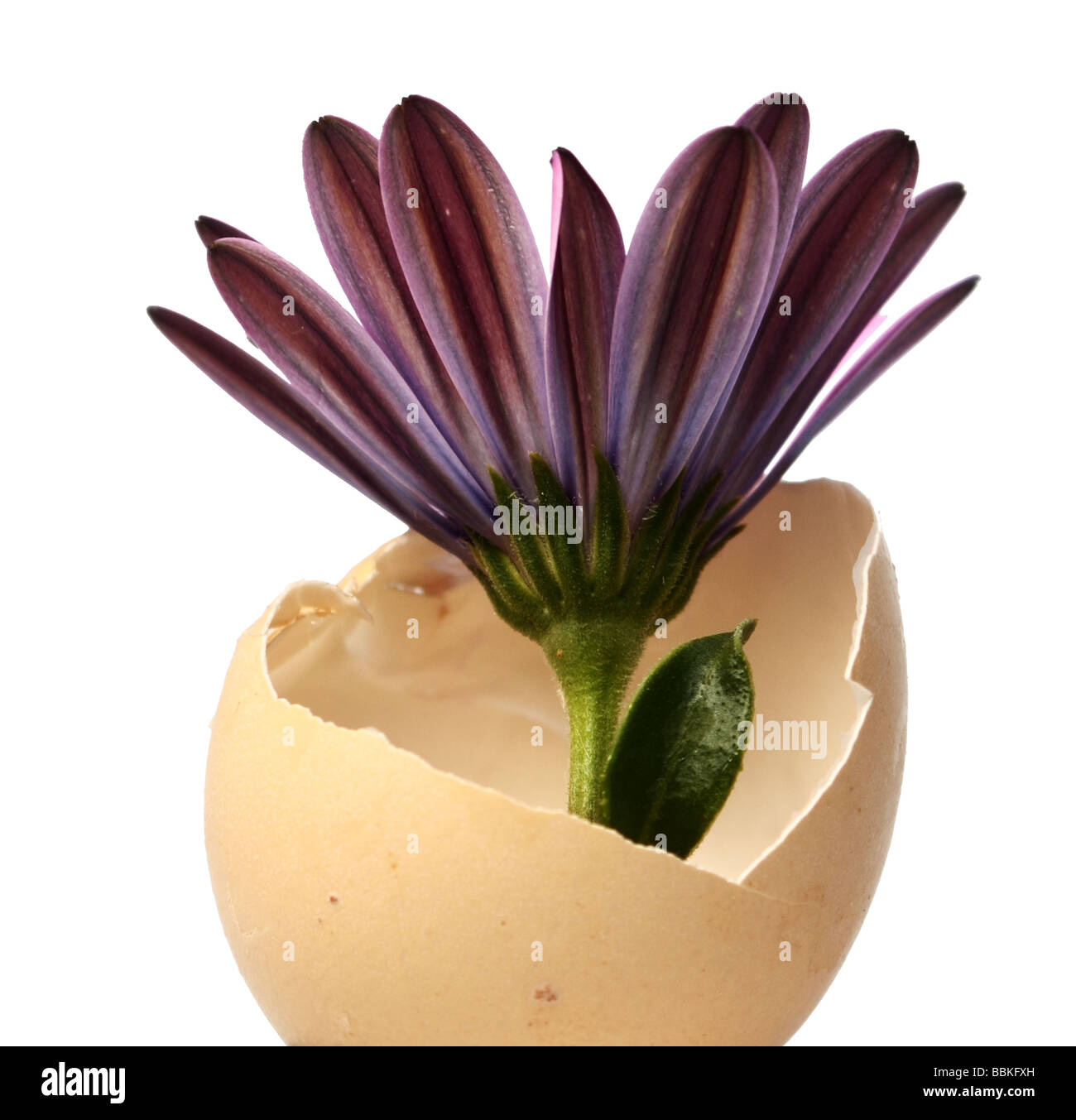Egg shell flower hi-res stock photography and images - Alamy