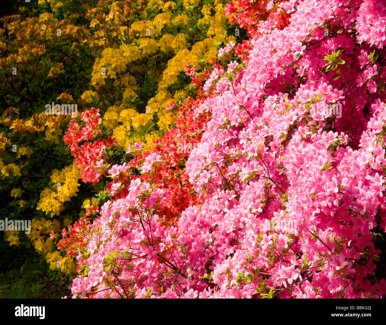 Azaleas in full bloom Stock Photo - Alamy