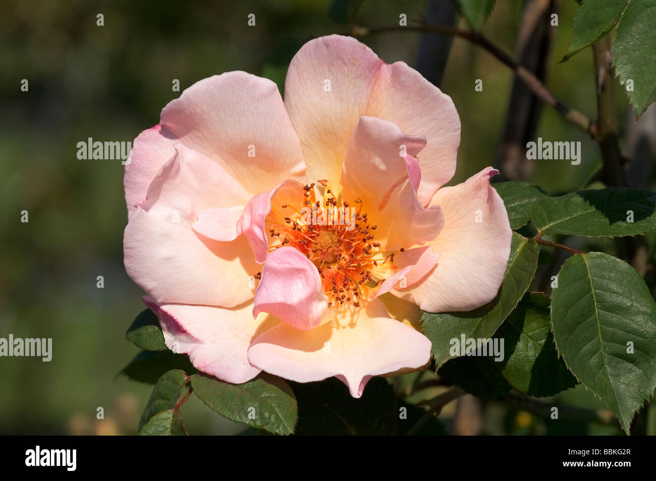 Rosa;Climbing Rose;'Meg';Semi-double flower; Introduced 1954 Stock ...