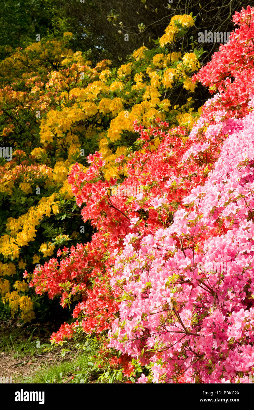 Azaleas in full bloom Stock Photo - Alamy