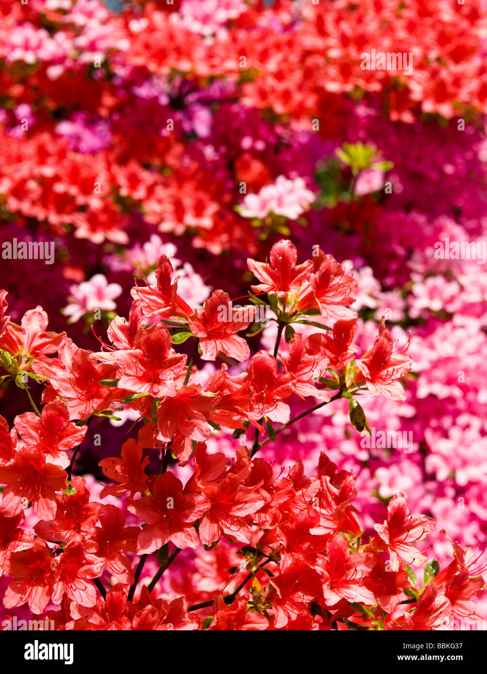Red and pink azaleas in full bloom Stock Photo - Alamy