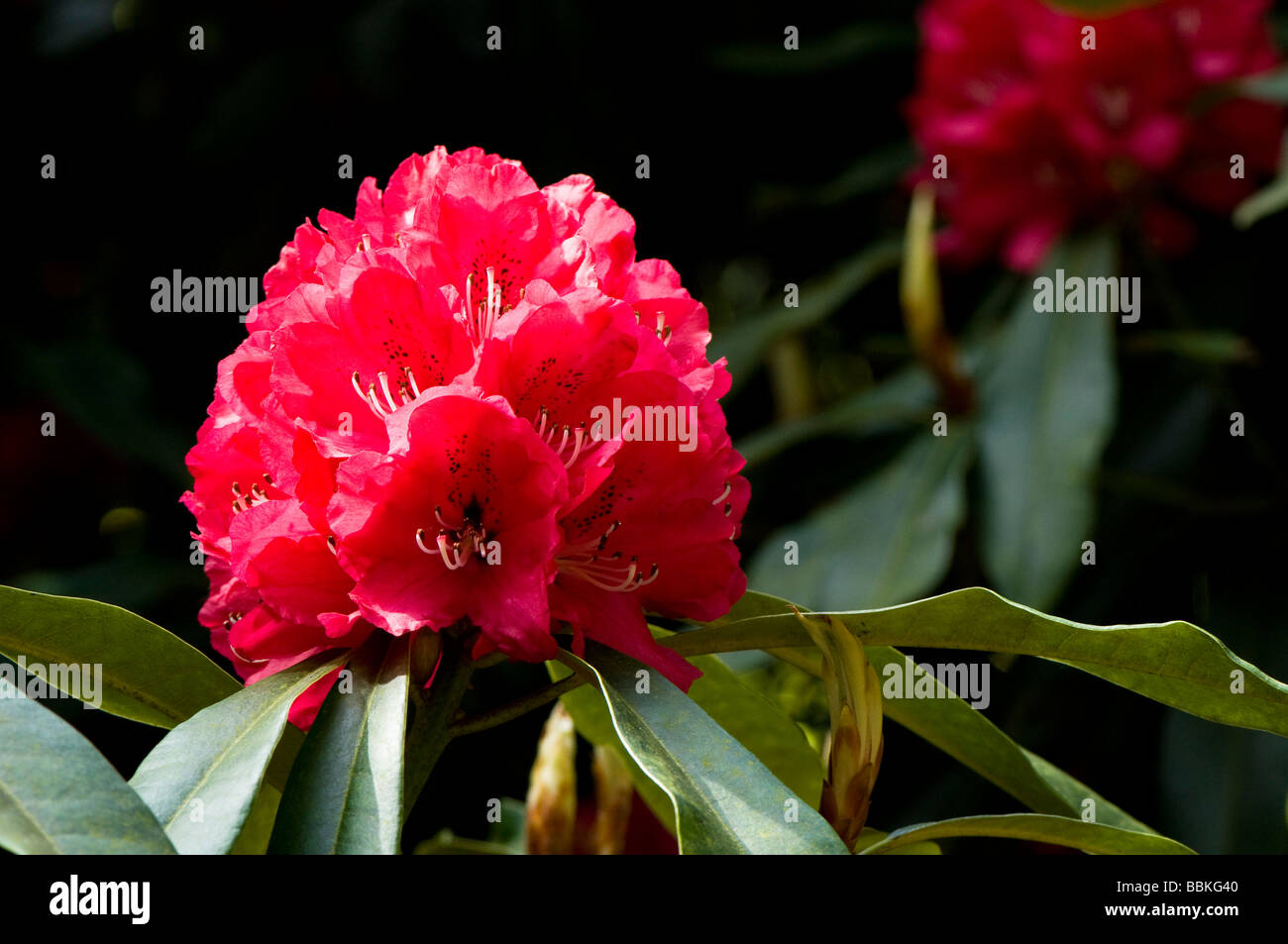 Hot pink rhododendron hi-res stock photography and images - Alamy