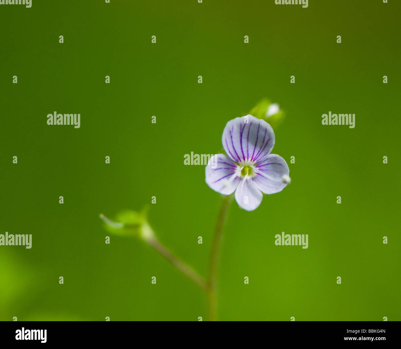 Wood Speedwell Veronica Montana Stock Photo - Alamy