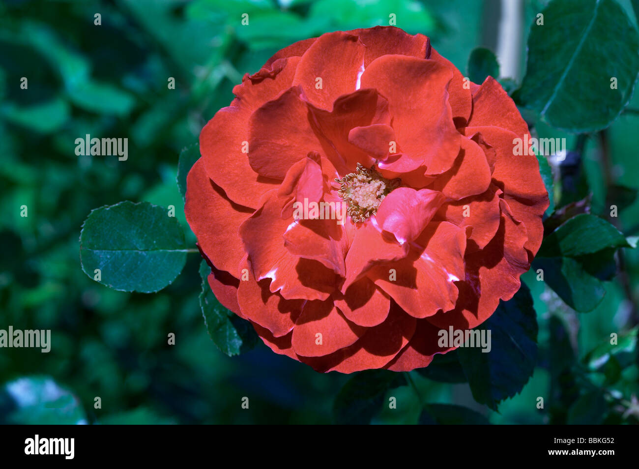 Rosa;Climbing Rose; 'Porthos';Single flower Stock Photo - Alamy