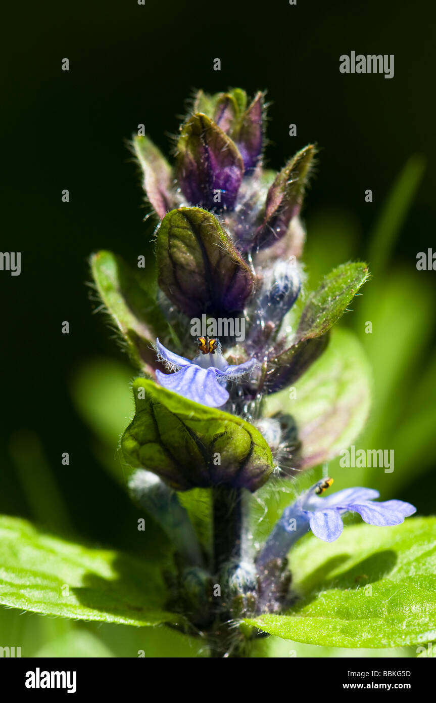 Bugle Ajuga reptans Stock Photo - Alamy