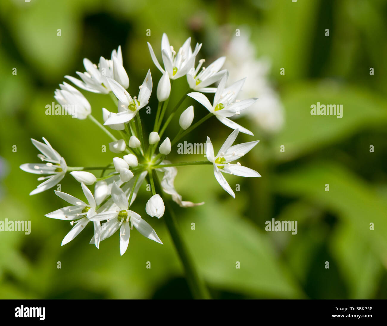 Wild garlic, Allium ursinum, also known also as Ramsons, Ransomes ...