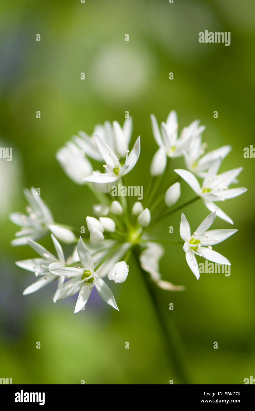 Wild garlic, Allium ursinum, also known also as Ramsons, Ransomes ...