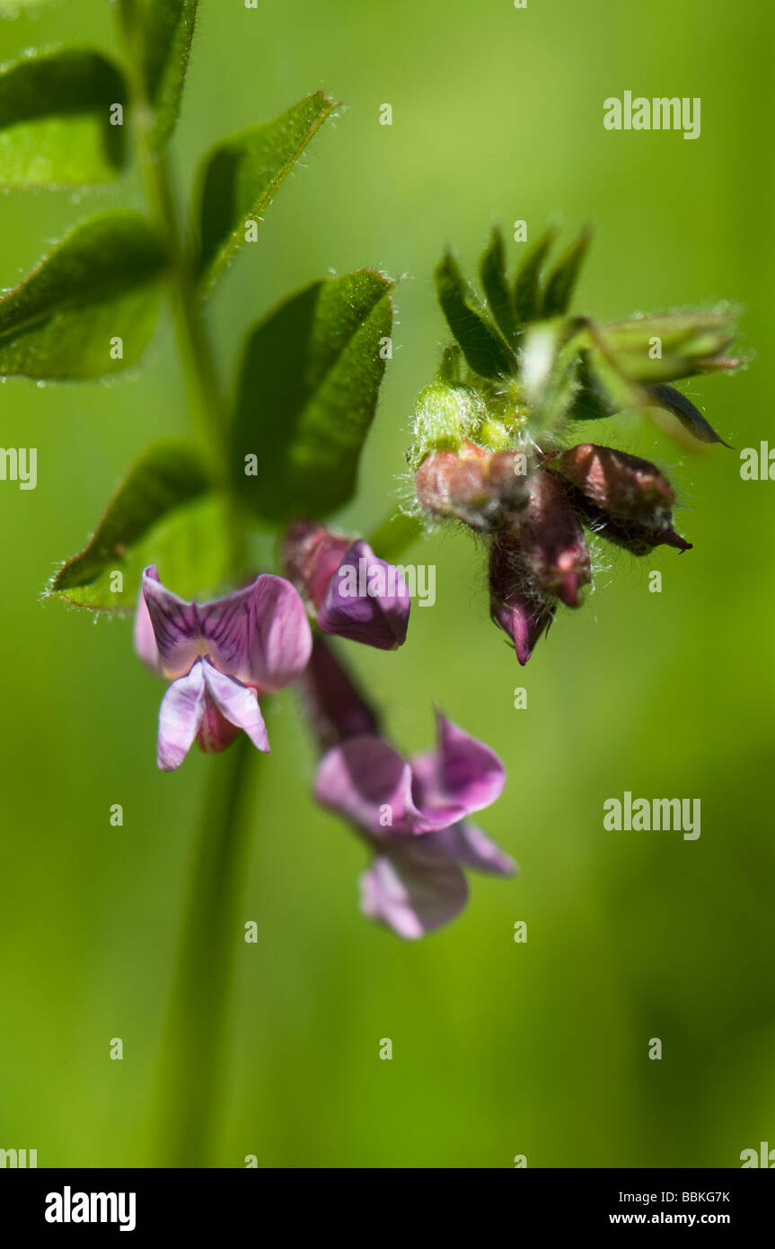 English vetch hi-res stock photography and images - Alamy