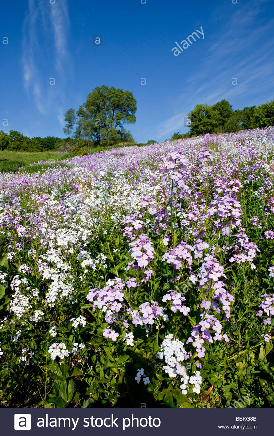 Dames Rocket High Resolution Stock Photography and Images - Alamy