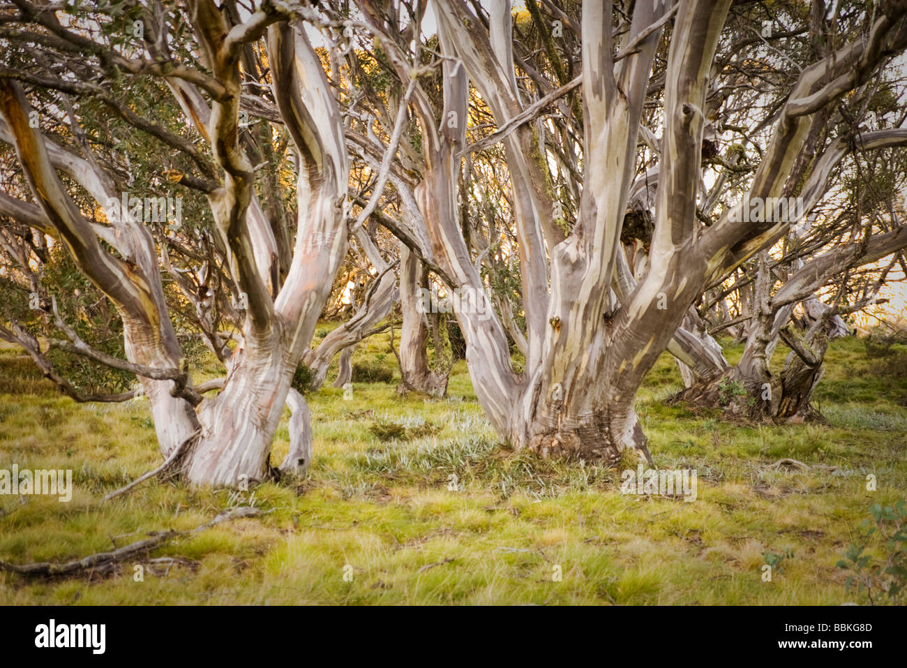 Australia autumn snow gum hi-res stock photography and images - Alamy