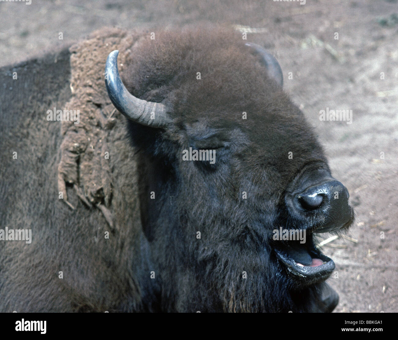 Golden gate park san francisco bison hi-res stock photography and ...