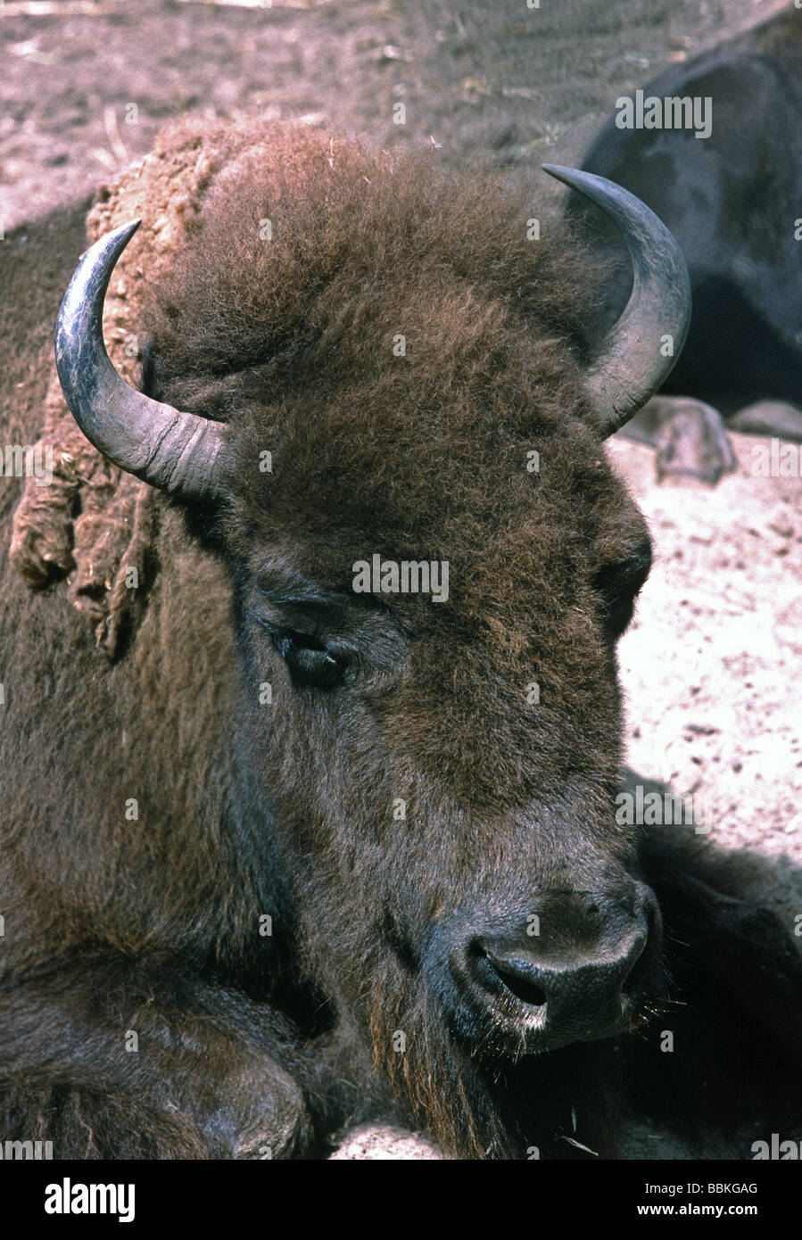 Golden gate park san francisco bison hi-res stock photography and ...