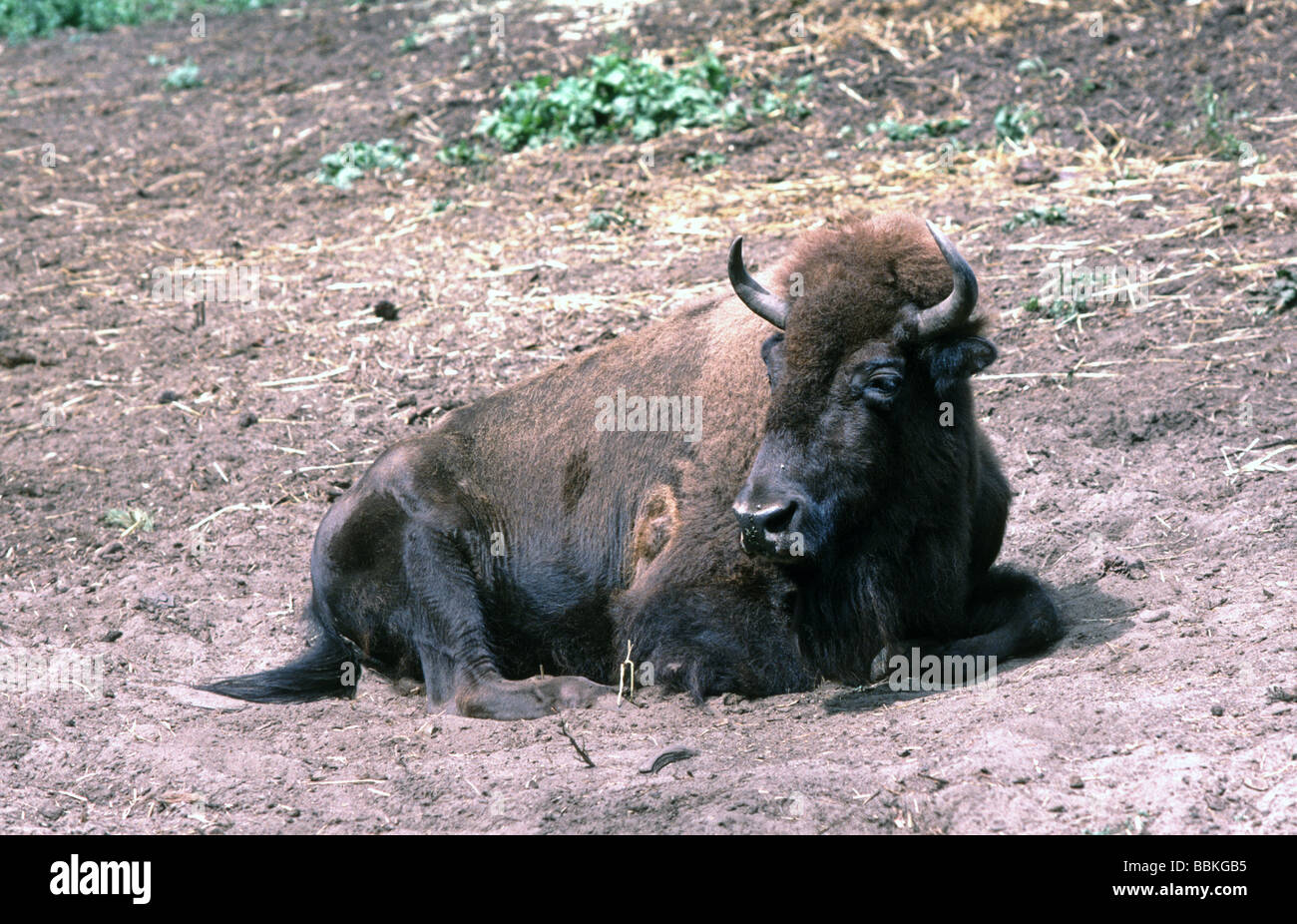 Golden gate park san francisco bison hi-res stock photography and ...