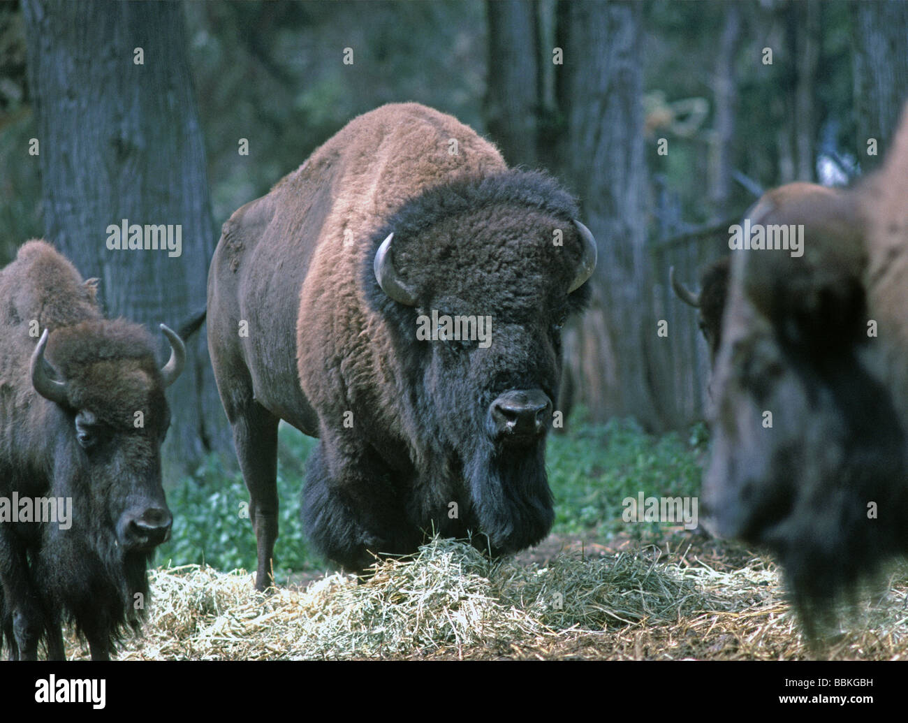 North American Bison Stock Photo - Alamy