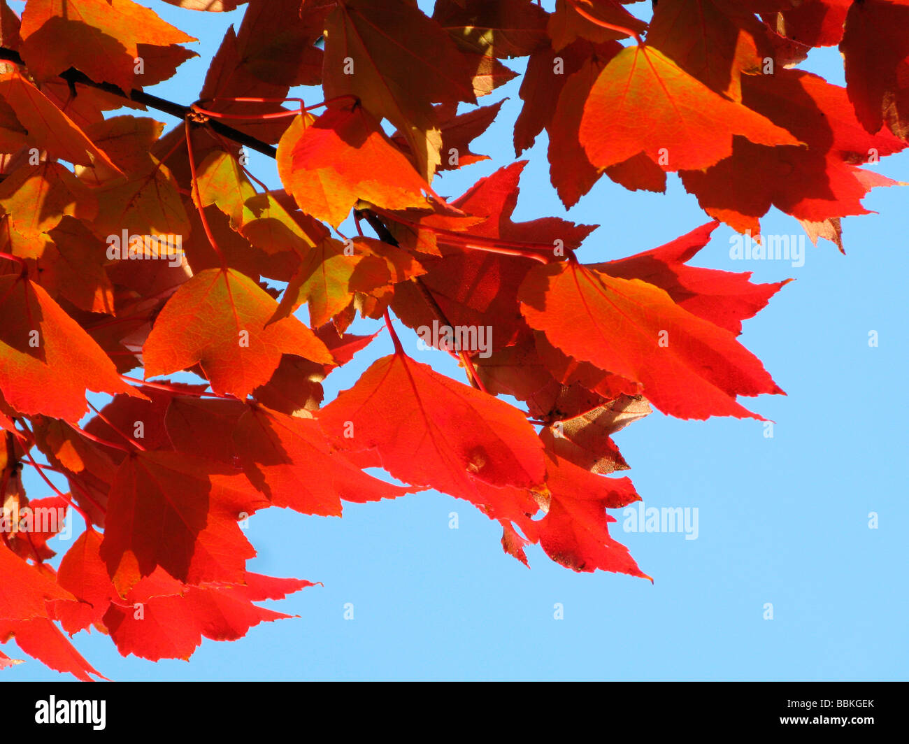 Fall leaf outline hi-res stock photography and images - Alamy