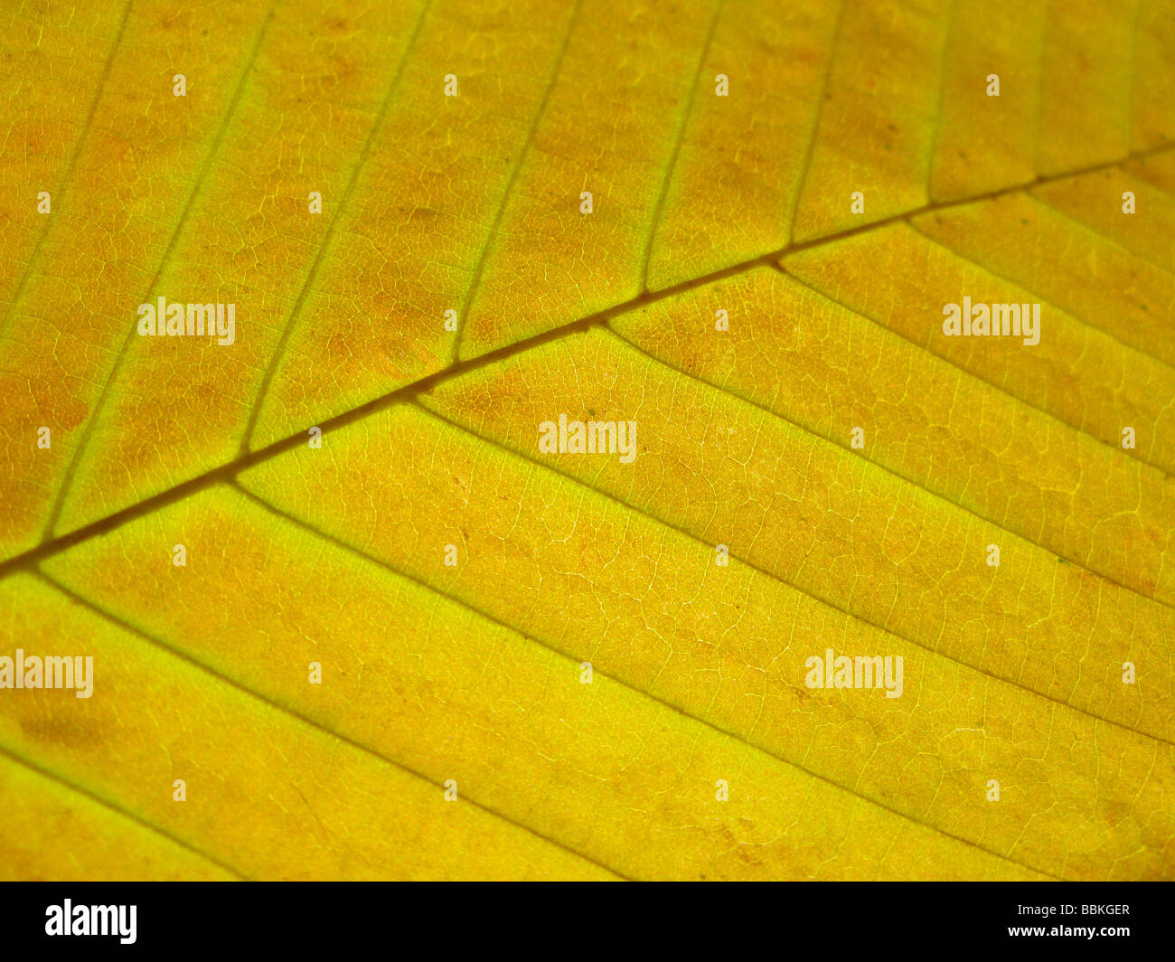 Cut out leaf hi-res stock photography and images - Alamy