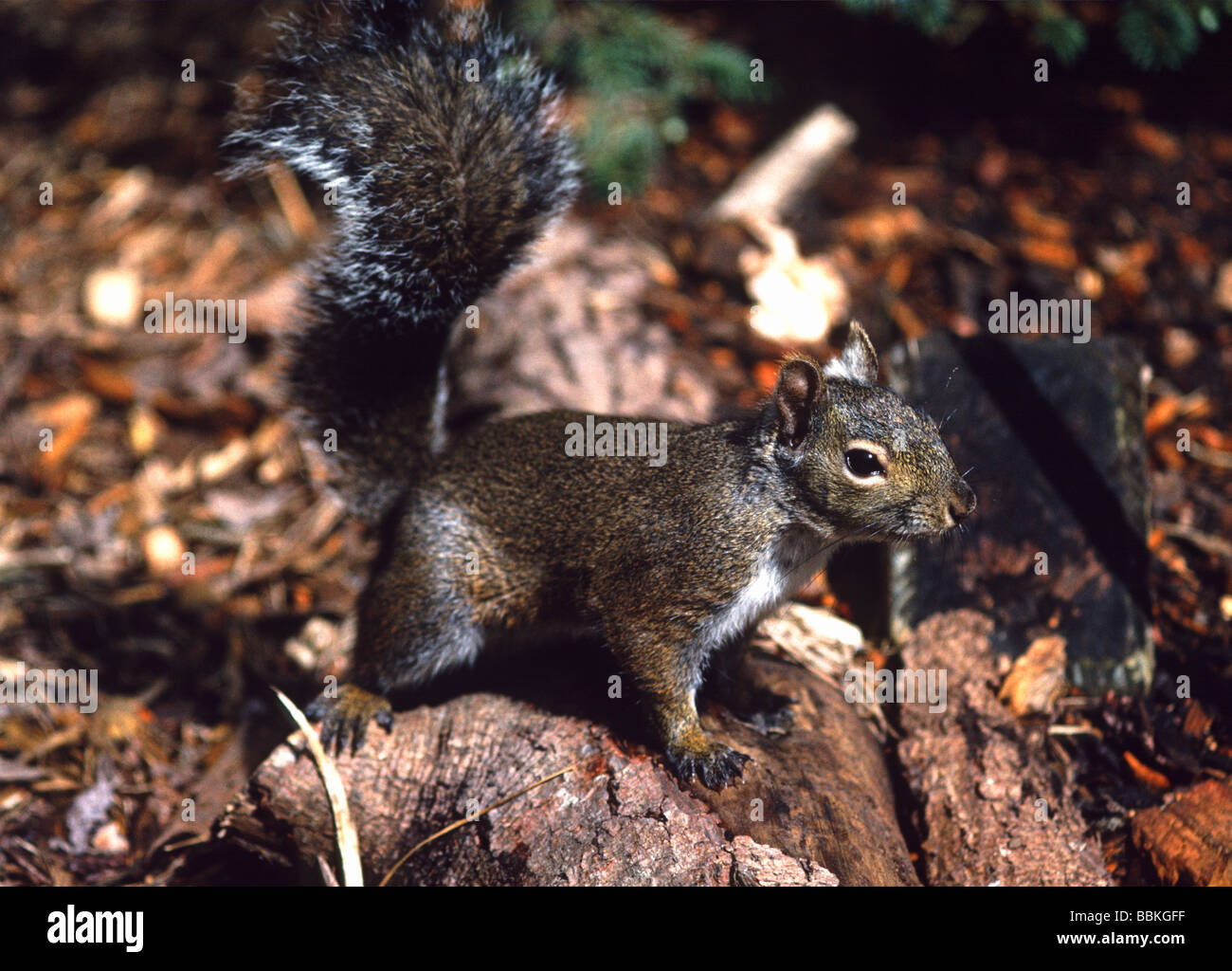 Eastern gray squirrel Sciurus carolinensis in a park Stock Photo - Alamy