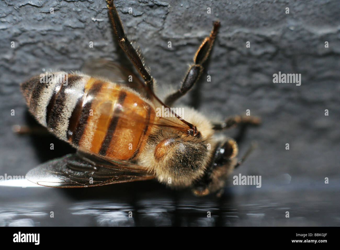 Bee drinking water Stock Photo - Alamy