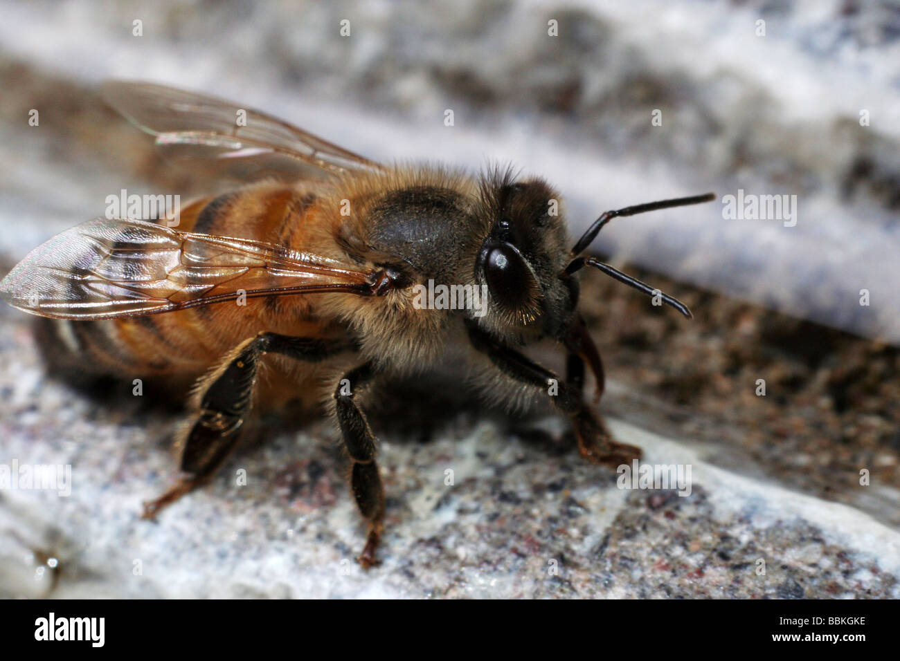 Bee drinking water Stock Photo - Alamy