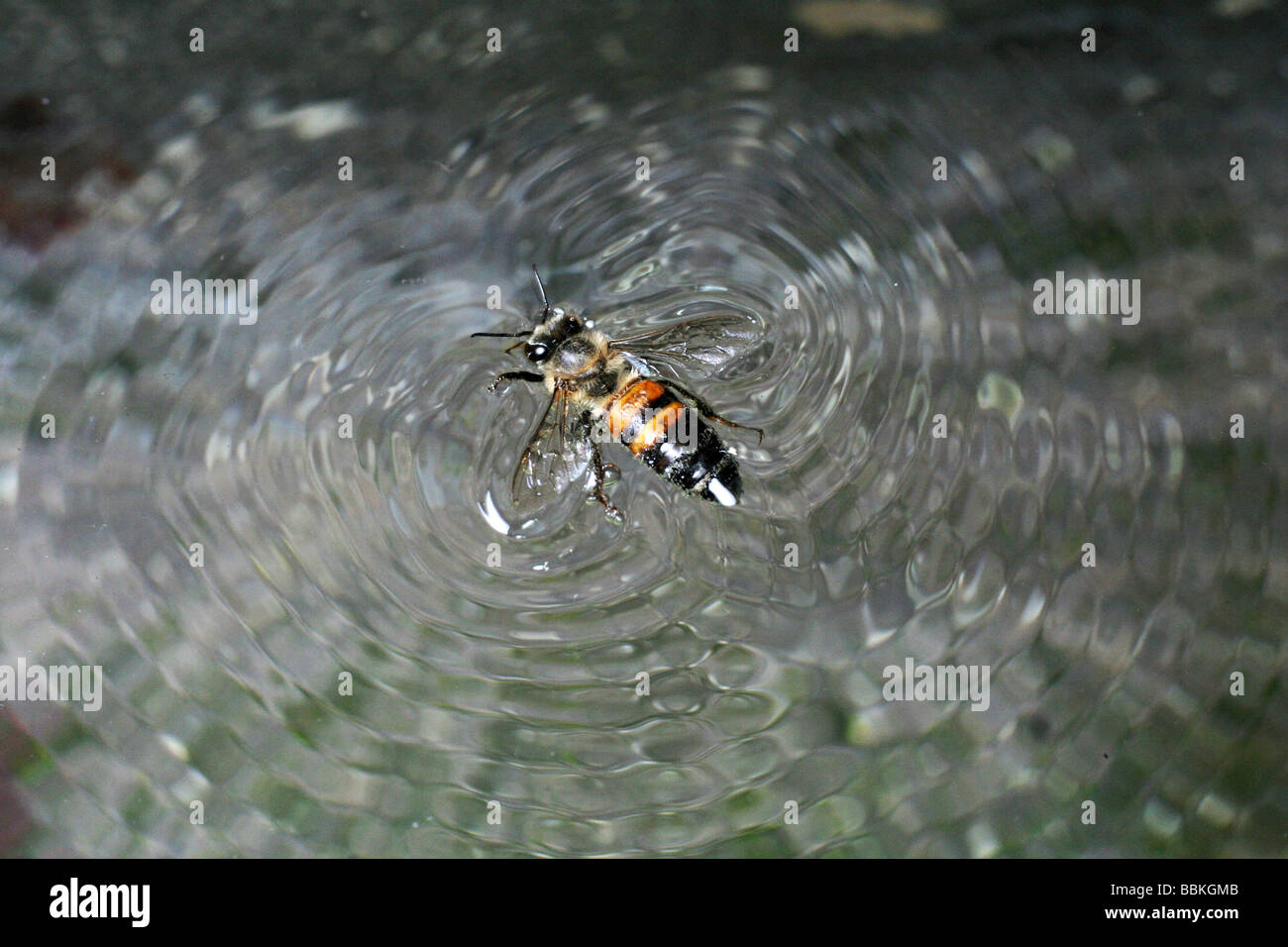 Bee getting drowned Stock Photo - Alamy