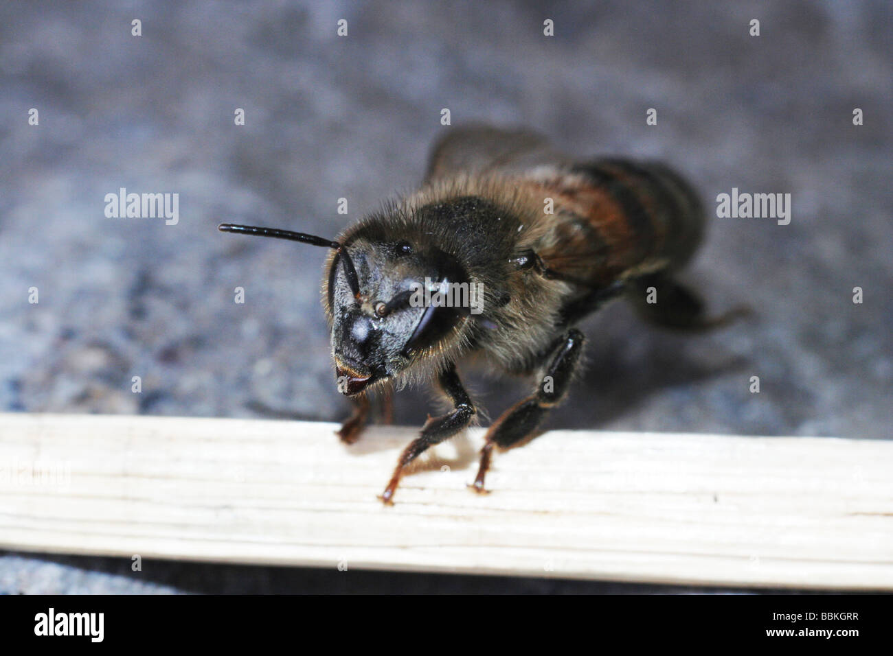 Wet feeler hi-res stock photography and images - Alamy