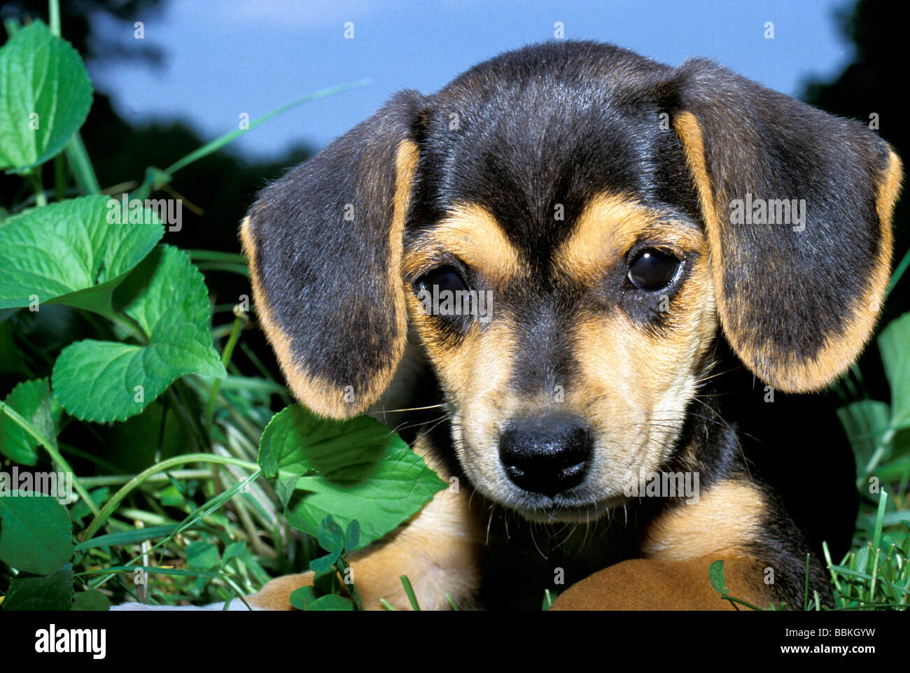 Beagle garden hi-res stock photography and images - Alamy