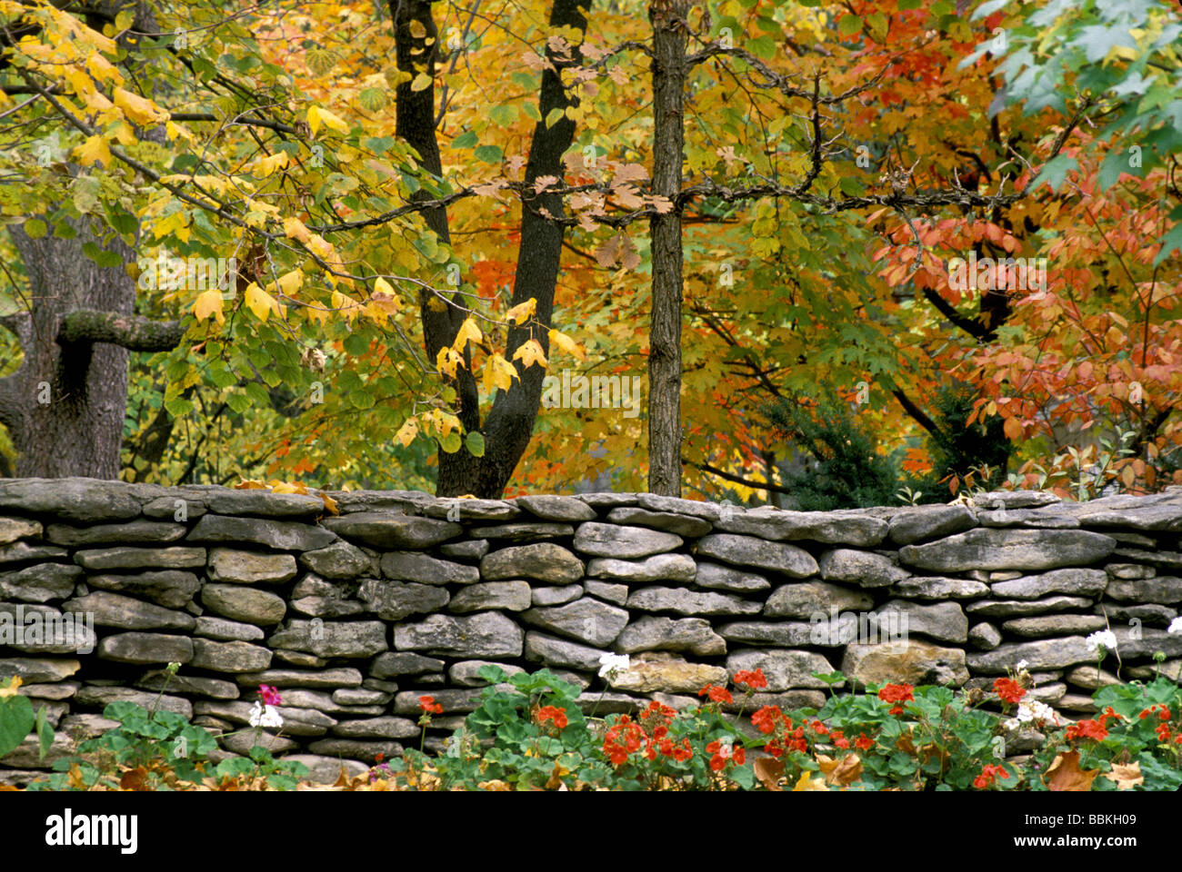 Classic New England rock wall and maple color Stock Photo - Alamy
