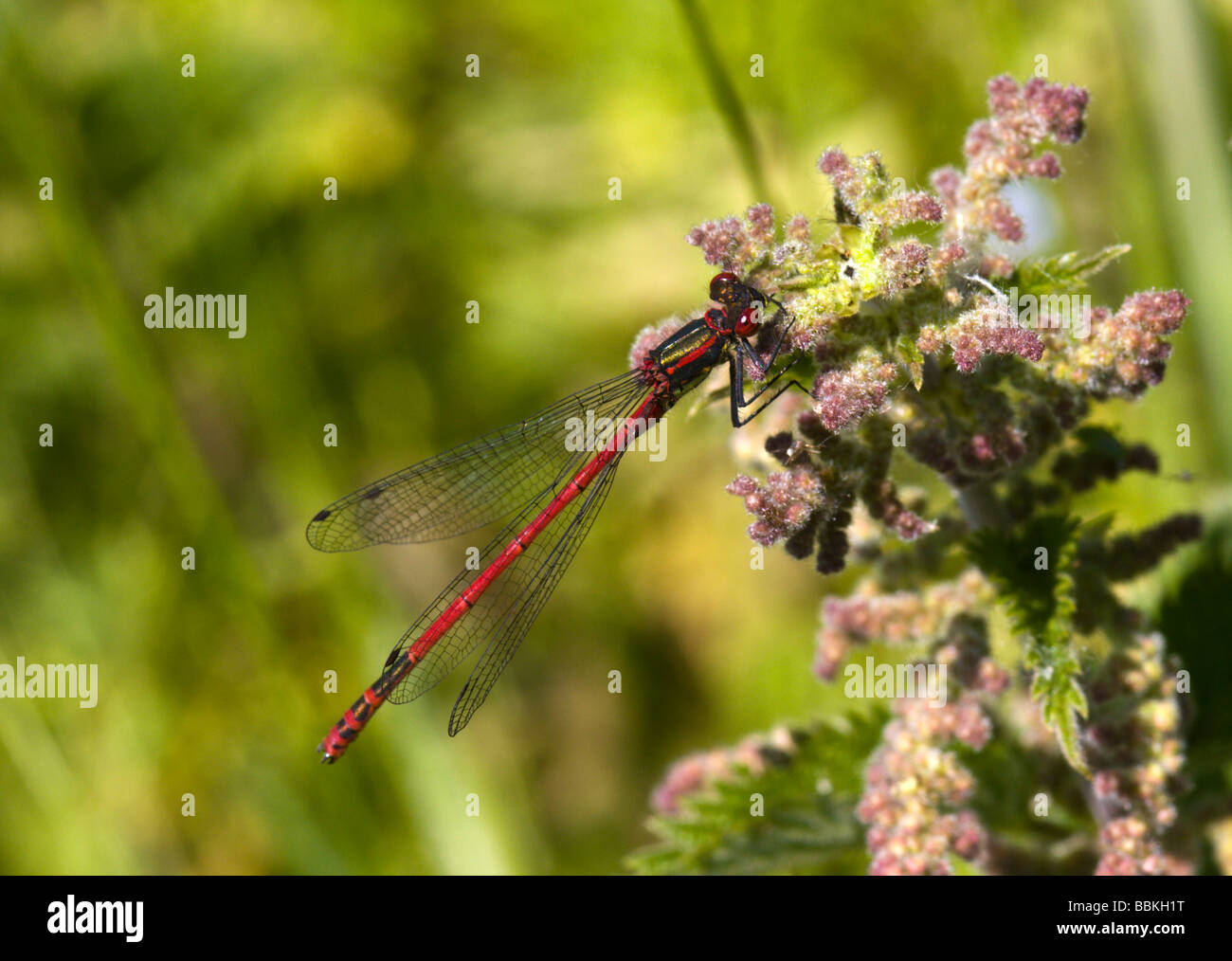Large Red Damselfly Stock Photo - Alamy