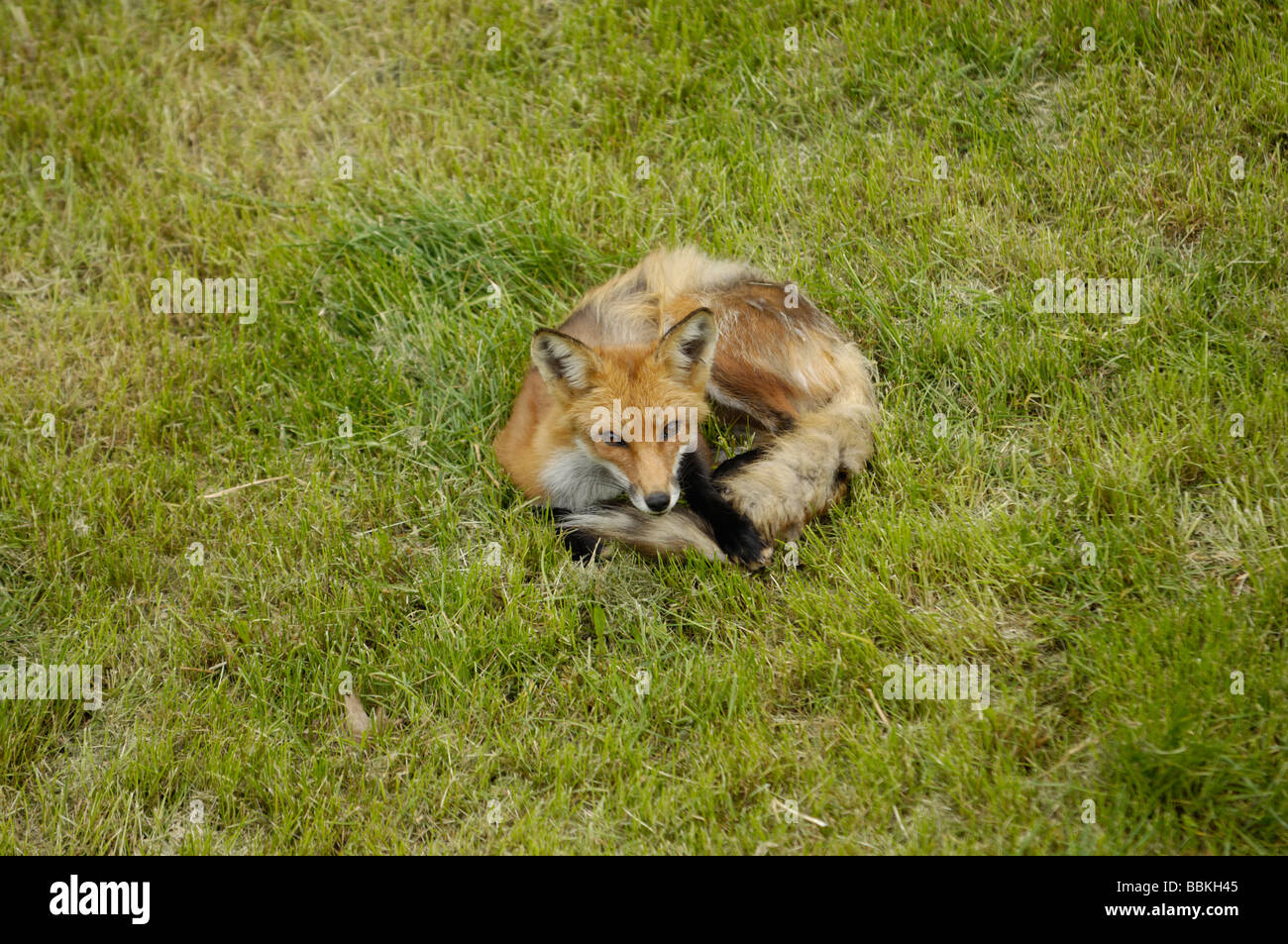 Red fox lying on green grass Stock Photo - Alamy