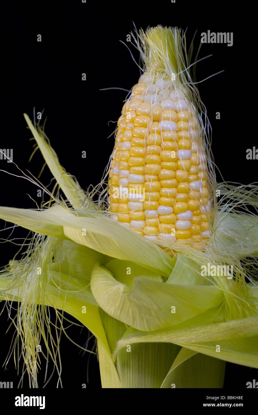 A corn cob with leaves peeled back to reveal the juicy kernels Stock ...