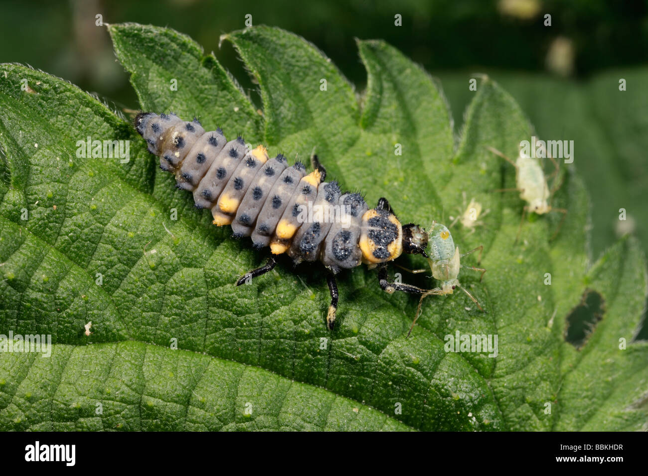Ladybird larvae aphid hi-res stock photography and images - Alamy