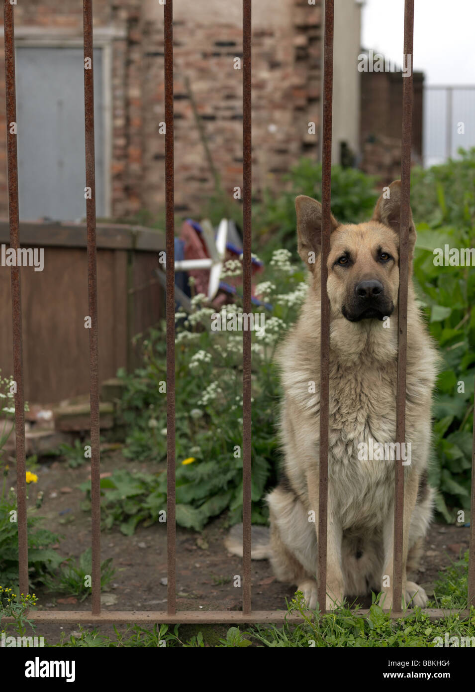 Alsatian german shepherd cage hi-res stock photography and images - Alamy