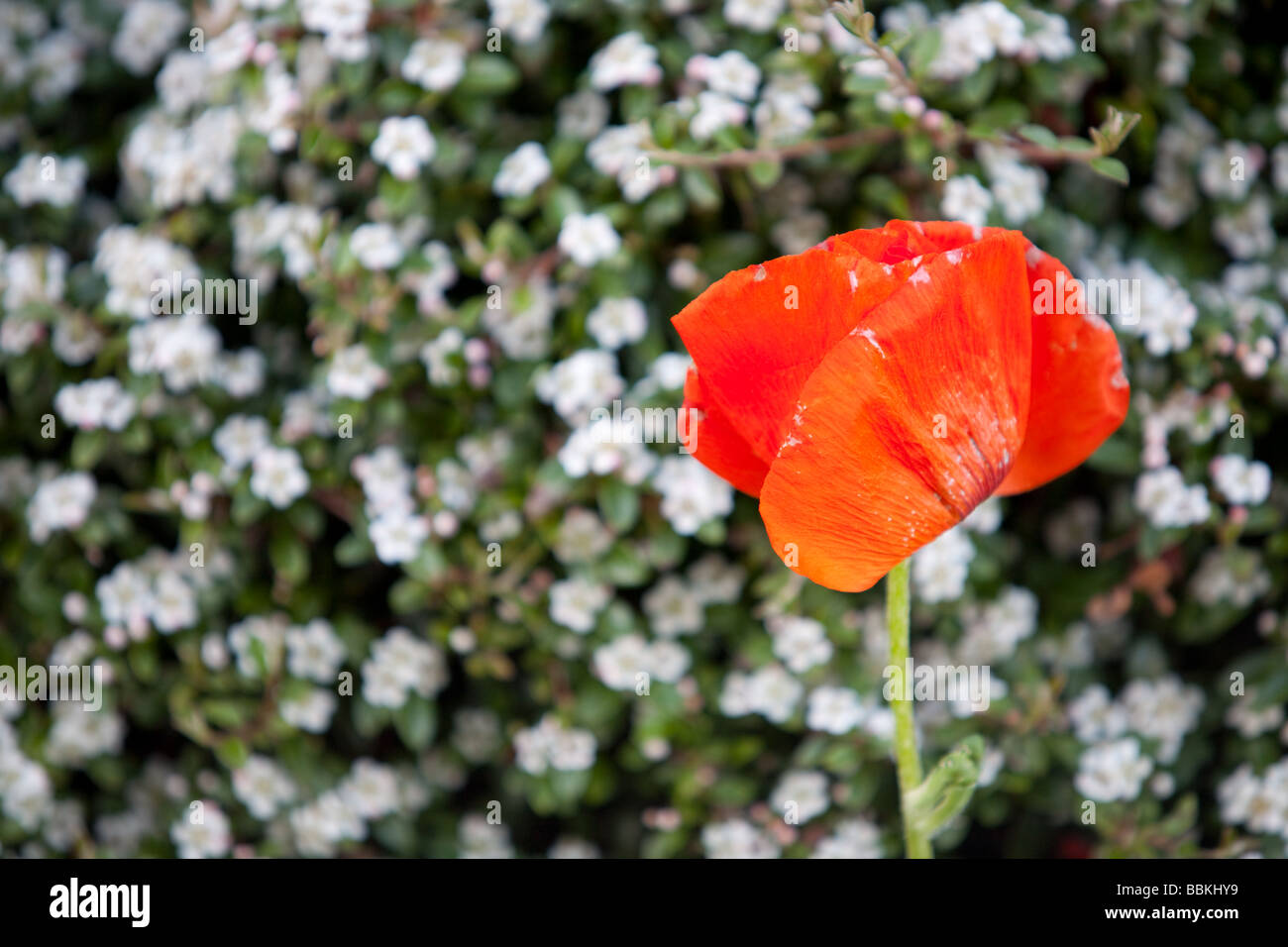 Tiny Poppy High Resolution Stock Photography and Images - Alamy