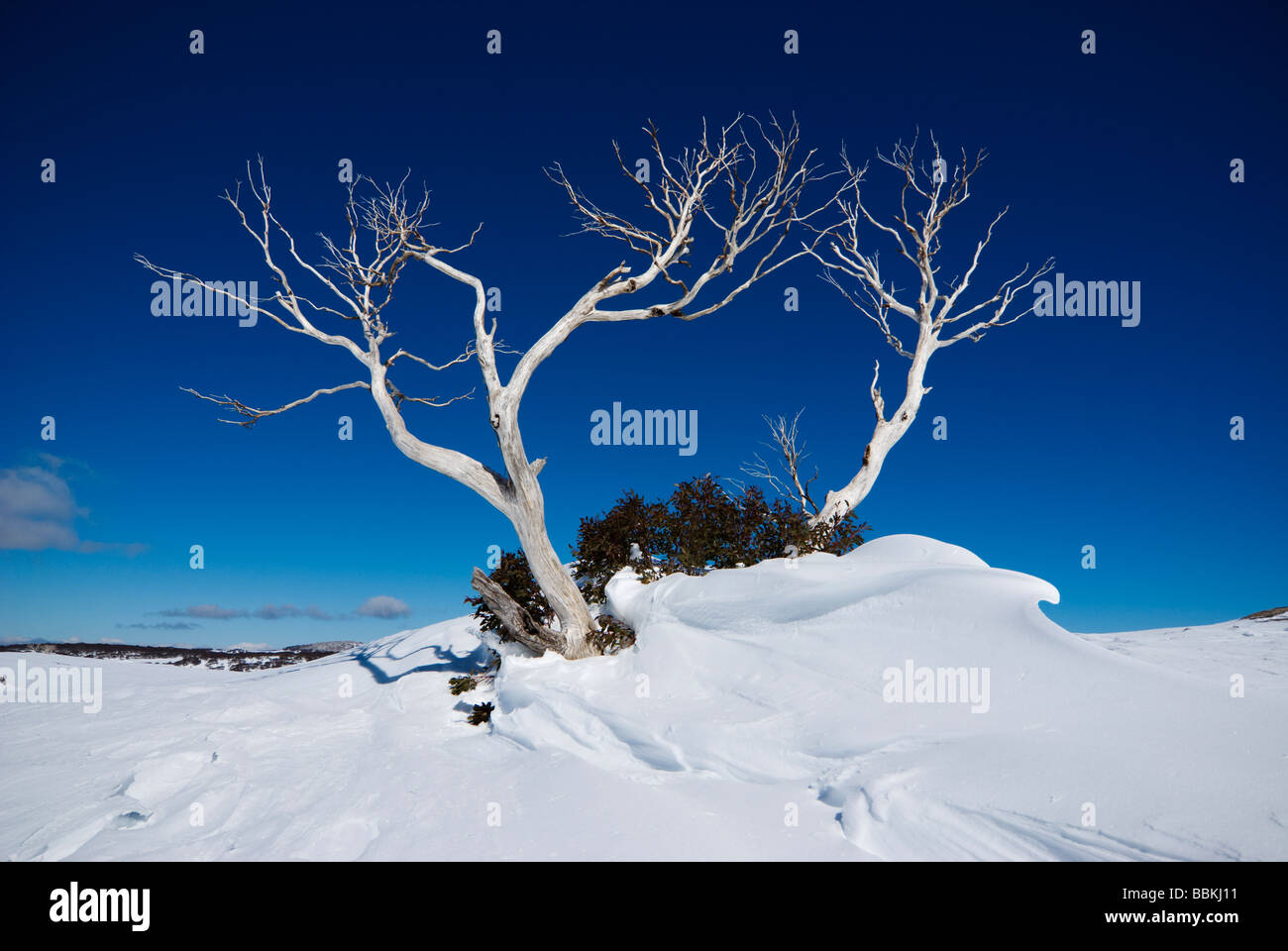 Snow gum hi-res stock photography and images - Alamy