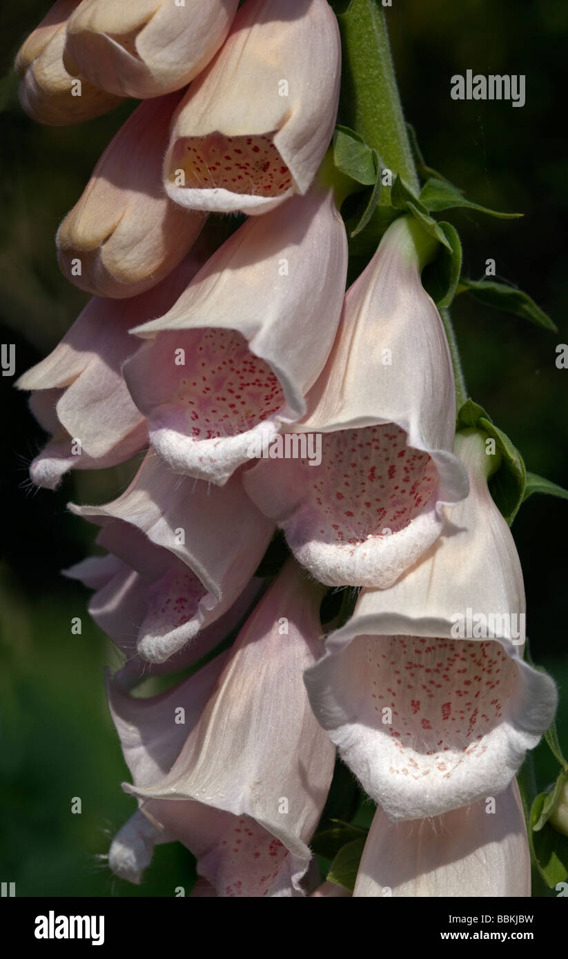 Pink Foxglove (digitalis Stock Photo - Alamy
