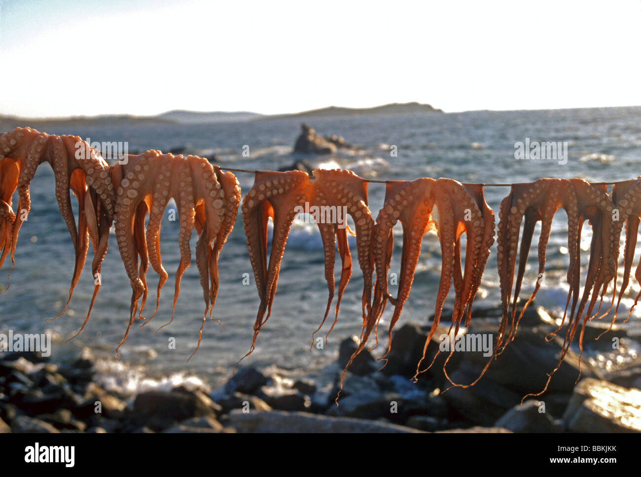 Drying octopuses, Mykonos, Cyclades, Greece Stock Photo - Alamy