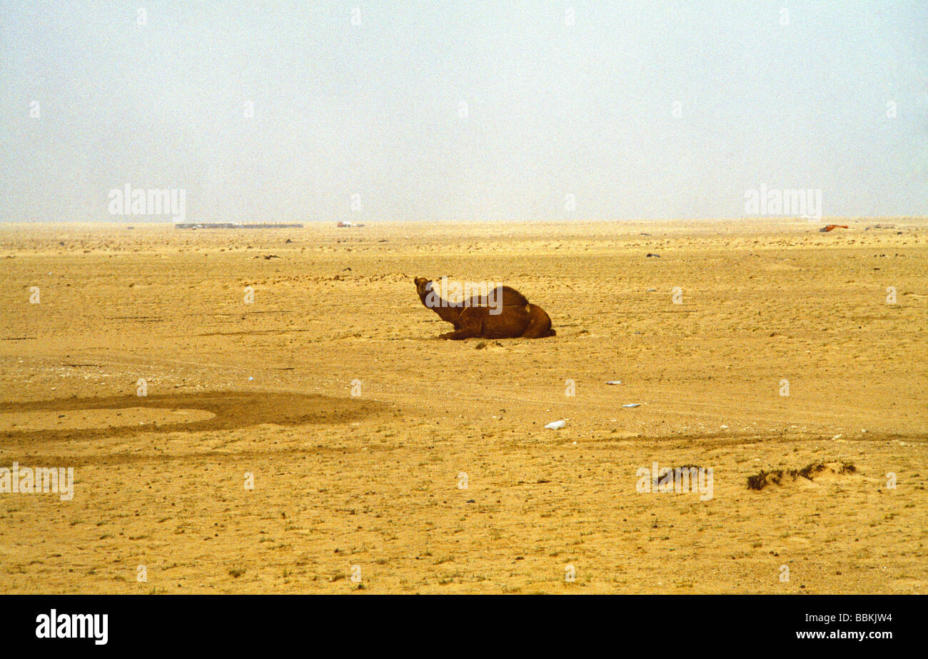 Camel Desert Kuwait Stock Photo - Alamy