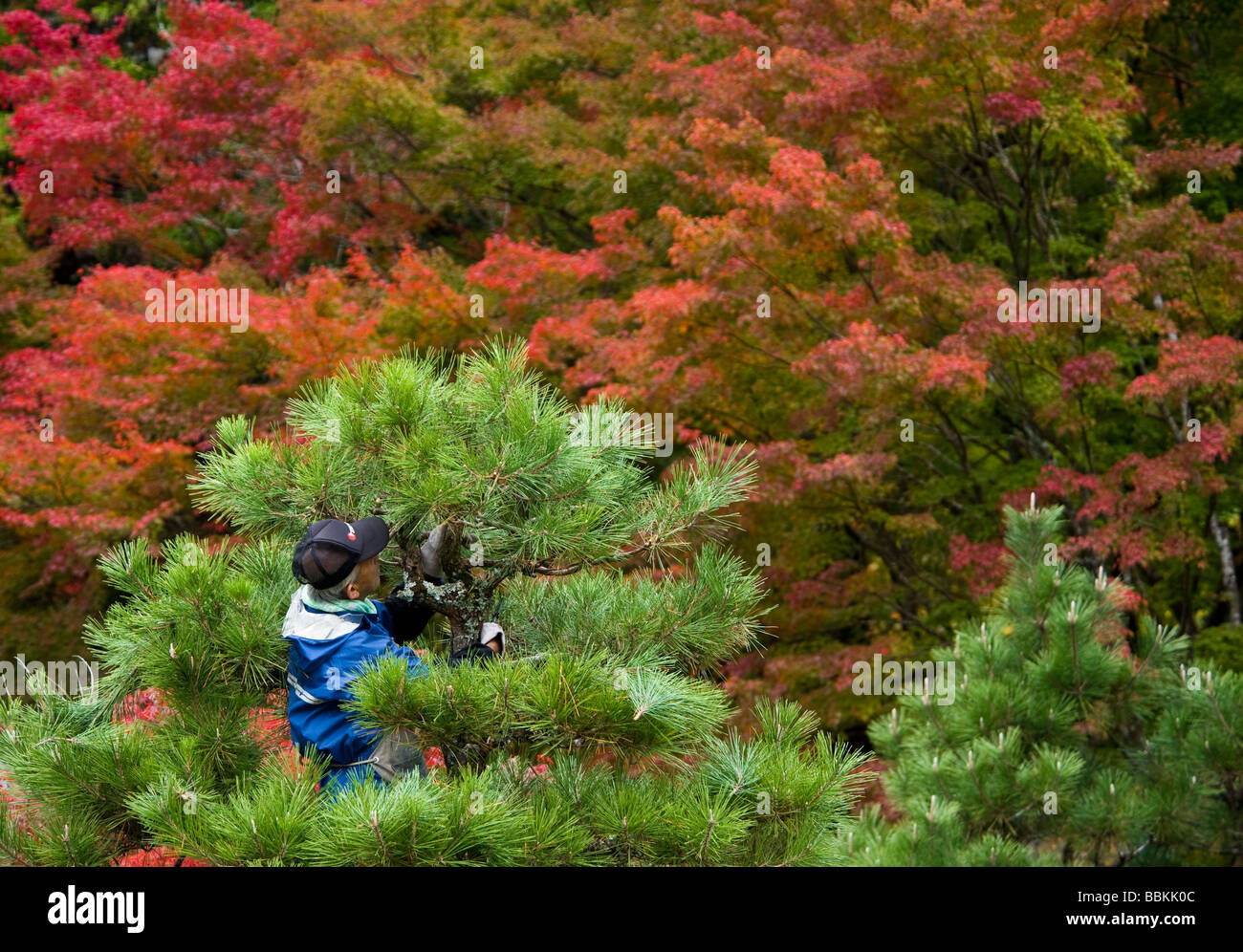 A worker prunes a pine tree in autumn Korankei Gorge Asuke district in ...