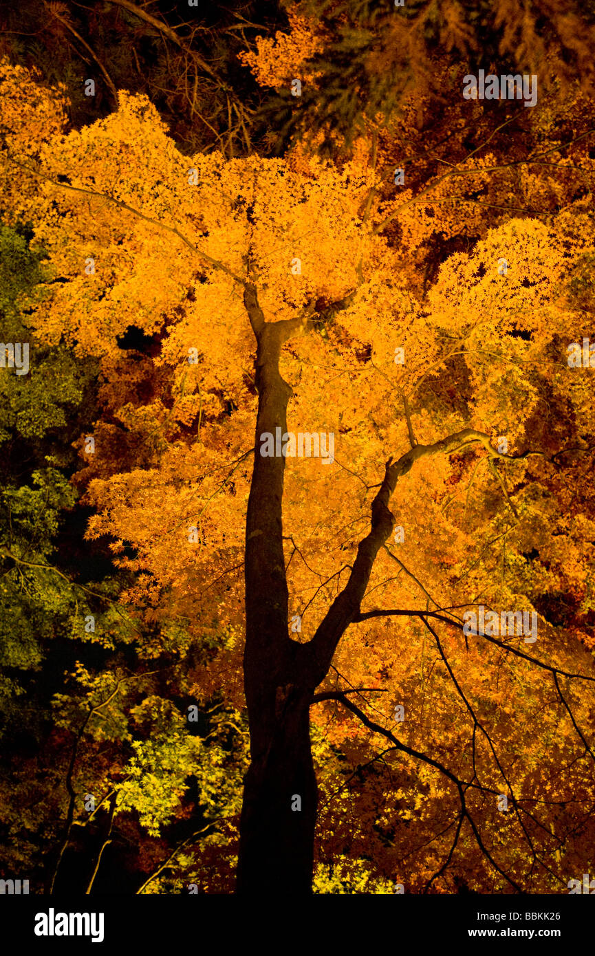 Lighted trees at night in the Korankei Gorge Asuke district Toyota ...