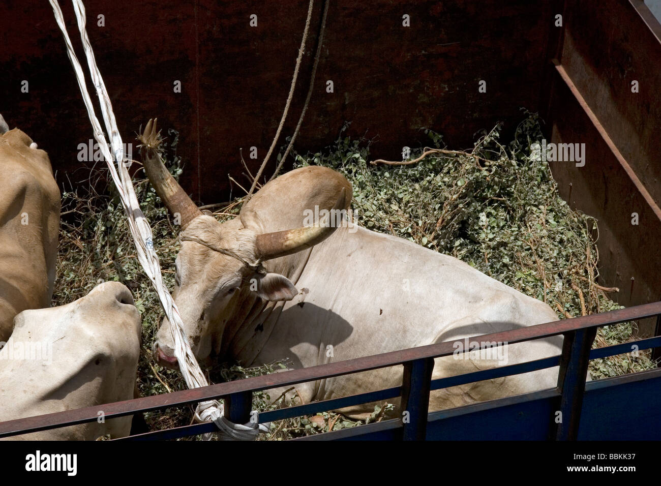 Cattle being transported in truck on ferry across Gambia River estuary ...